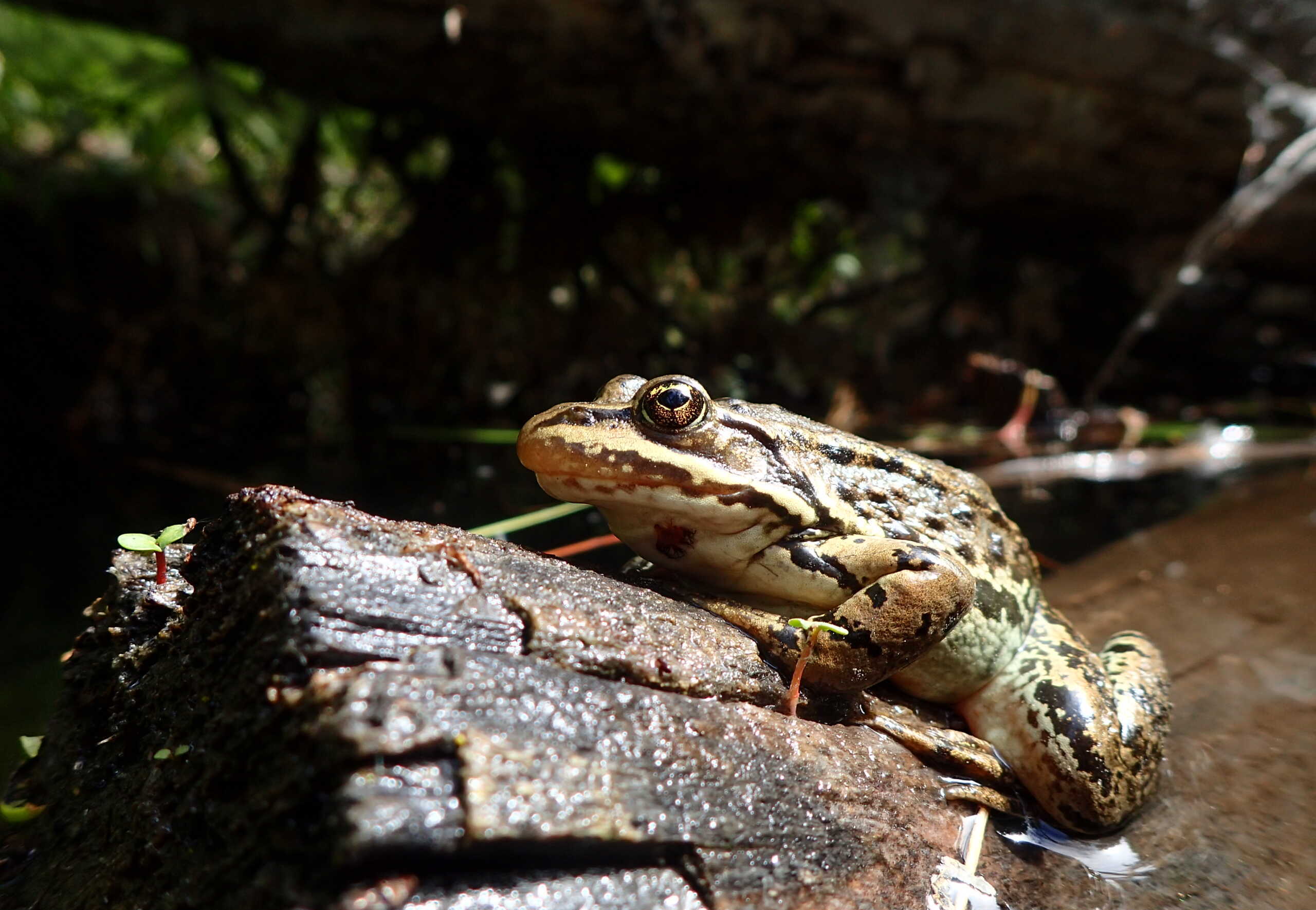 Vulnerable Wildlife - Clark Fork Coalition