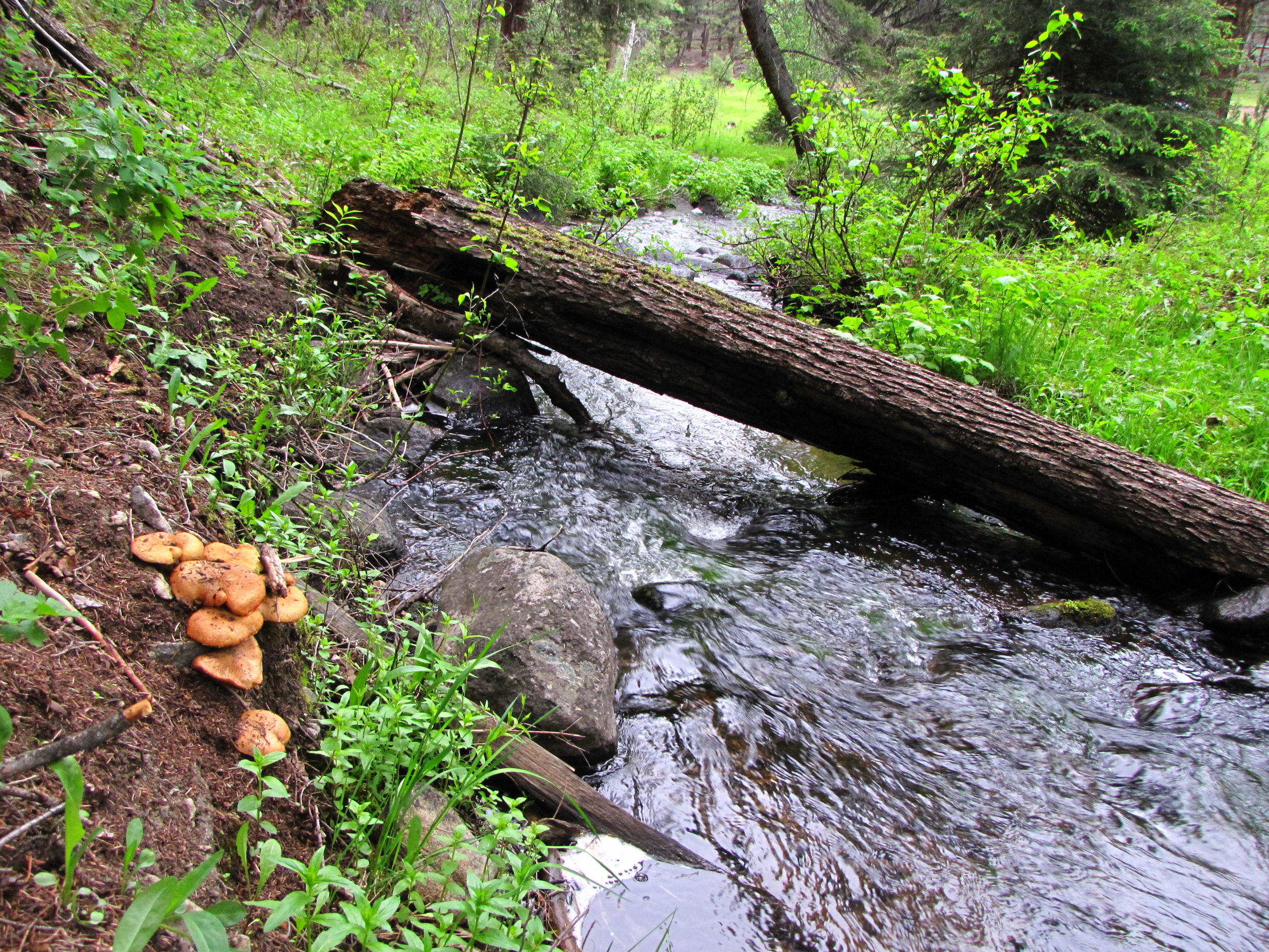 Stream Restoration - Clark Fork Coalition